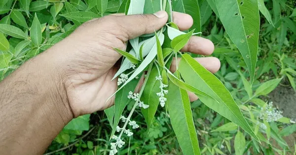 Vavilaku : మాత్రలు అవసరం లేదు.. ఎటువంటి నొప్పినైనా తగ్గించే పెయిన్ ...